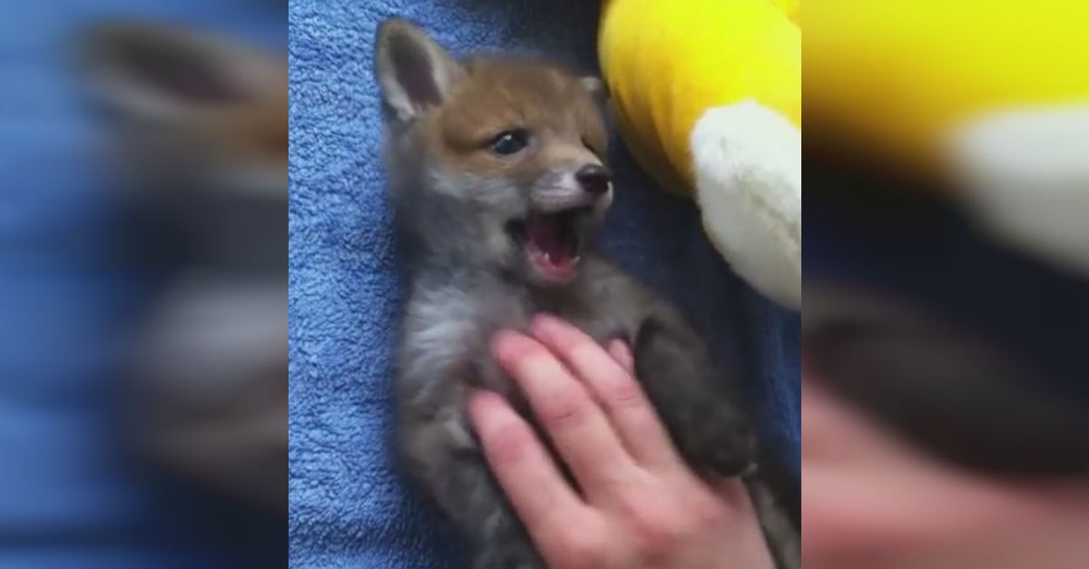 She Tickles This Rescued Baby Fox. But The Reaction She Gets? Cuteness ...