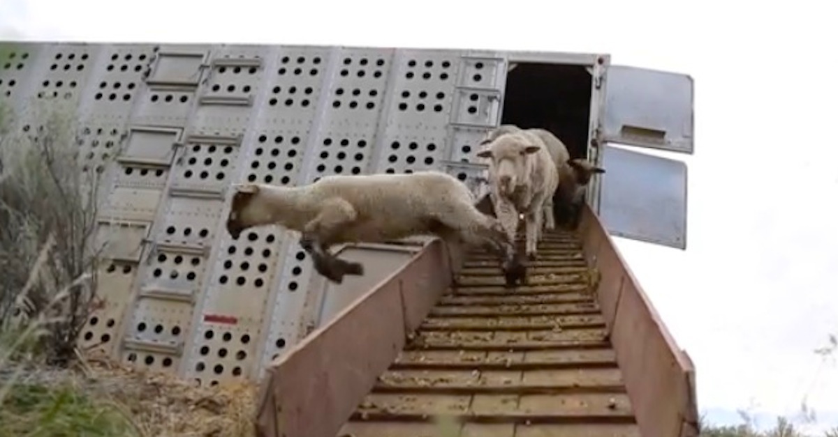 They Unload Thousands Of Sheep Off Big Trucks. But Look Where They Run ...
