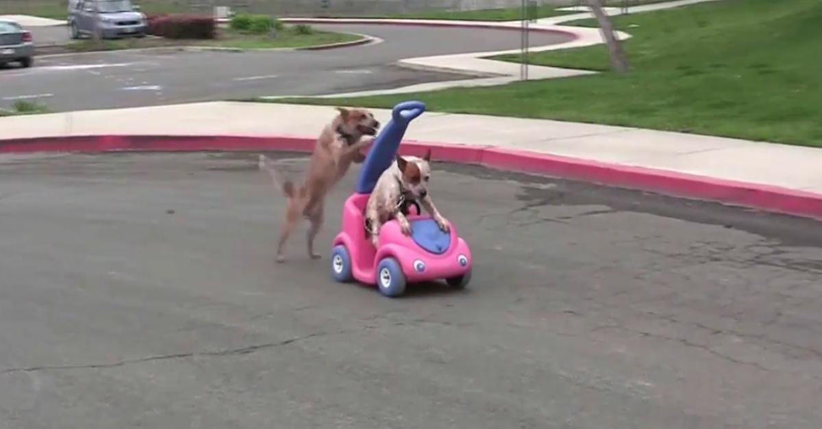 Keep Your Eye On What This Dog Does To His Buddy In The Pink Car... I'm ...