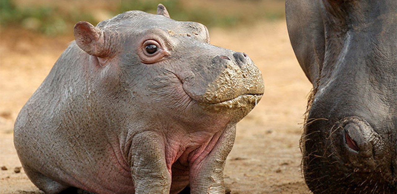 What 13 Animals Would Look Like If They Had No Necks | LittleThings.com