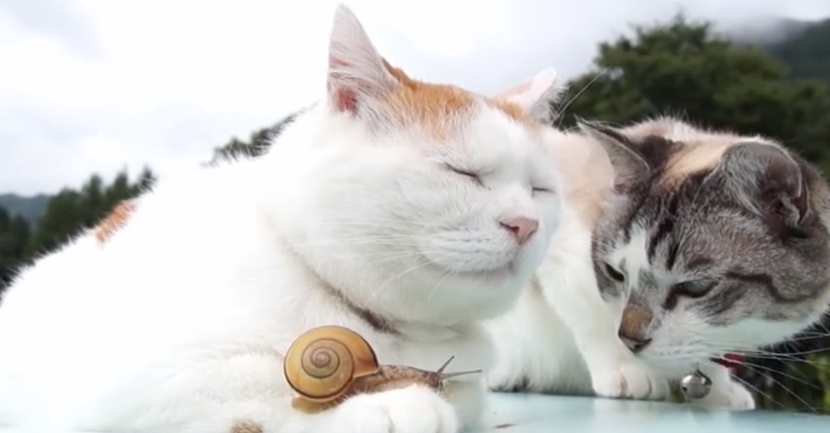 Cat Is Taking A Nap With A Snail. Now Watch The One On The Right, WOW ...