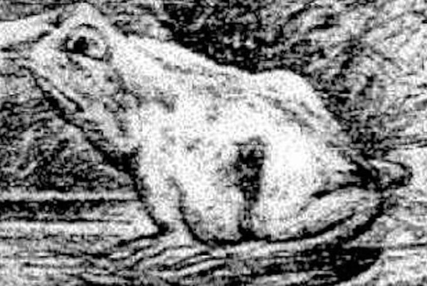 How To Spot The Hidden Horse In This Frog Optical Illusion ...