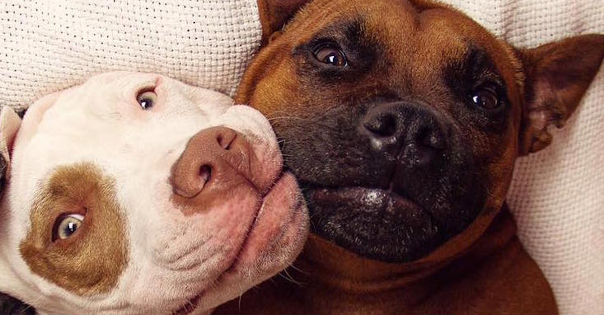 Mom And Dad Give Their Pups A ‘Potato’ To Take Care Of. Then, I See His ...