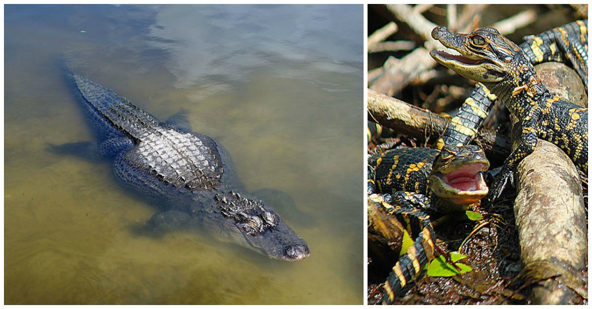 10 Amazing Alligator Facts You May Not Know | LittleThings.com