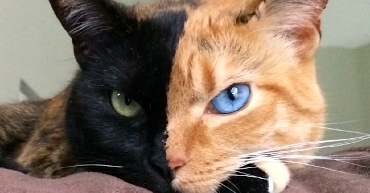 20 Seconds Of The Most Gorgeous Cat I've EVER Seen. Simply Stunning ...