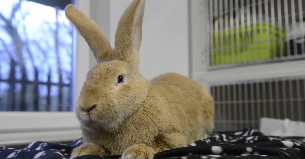 He Looks Like An Ordinary Rabbit, But When She Lifts Him Up? Incredible ...