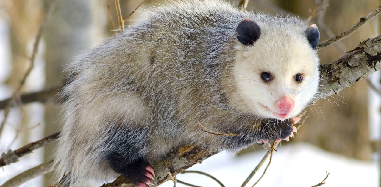 10 Facts About Possums That Will Make You Love Them | LittleThings.com