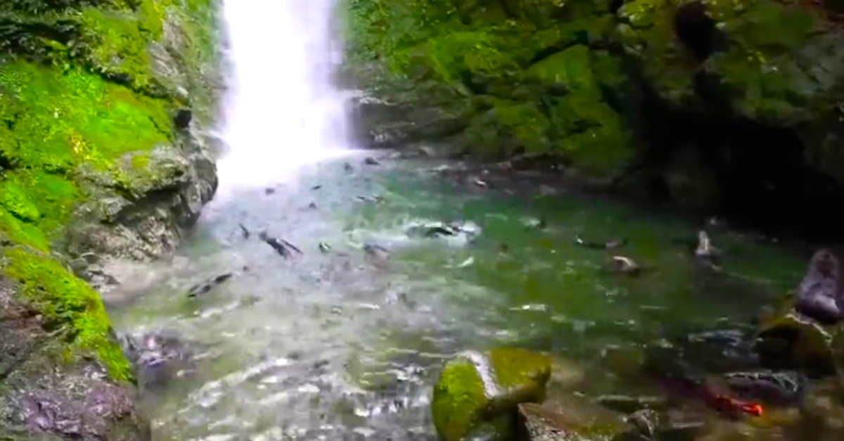 It Looks Like This Waterfall Is Full Of Fish, But When The Camera Zooms ...
