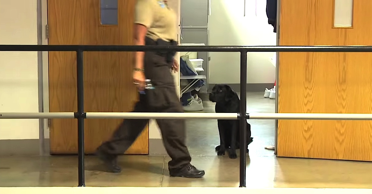 They Put A Dog Inside His Jail Cell And Start Filming. Watch What The ...