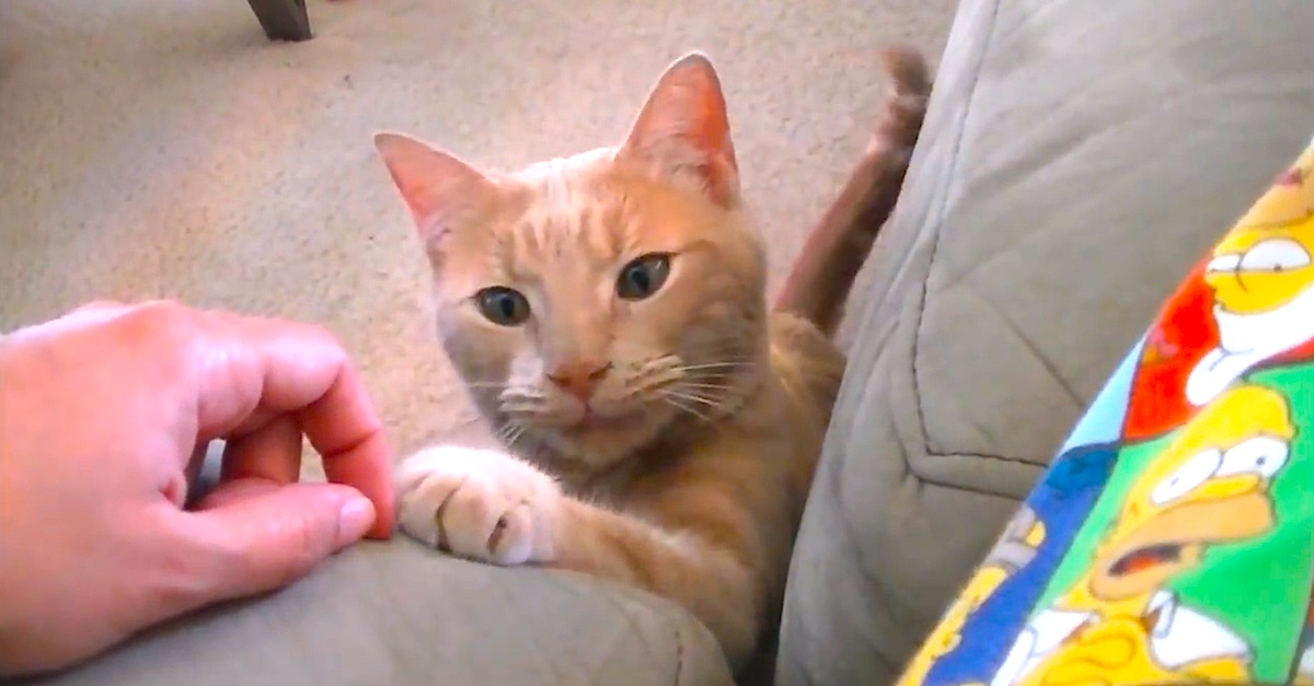 This Is The World's Most Polite Cat! Look How She Asks Mom For ...