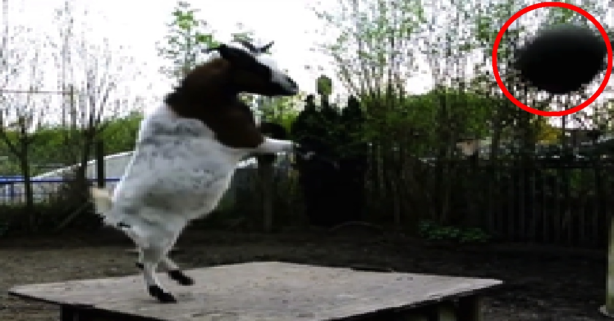 Goat LOVES To Play Soccer With His Dad! He's AWESOME! | LittleThings.com