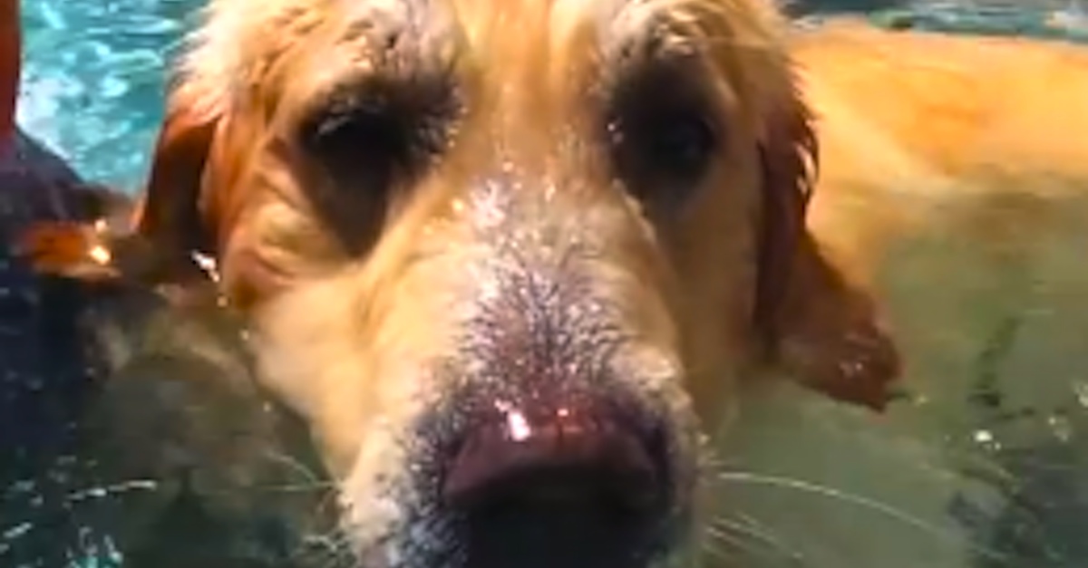 Dog *Adorably* Blows Bubbles In The Pool With Mom! This Is EXTREMELY ...