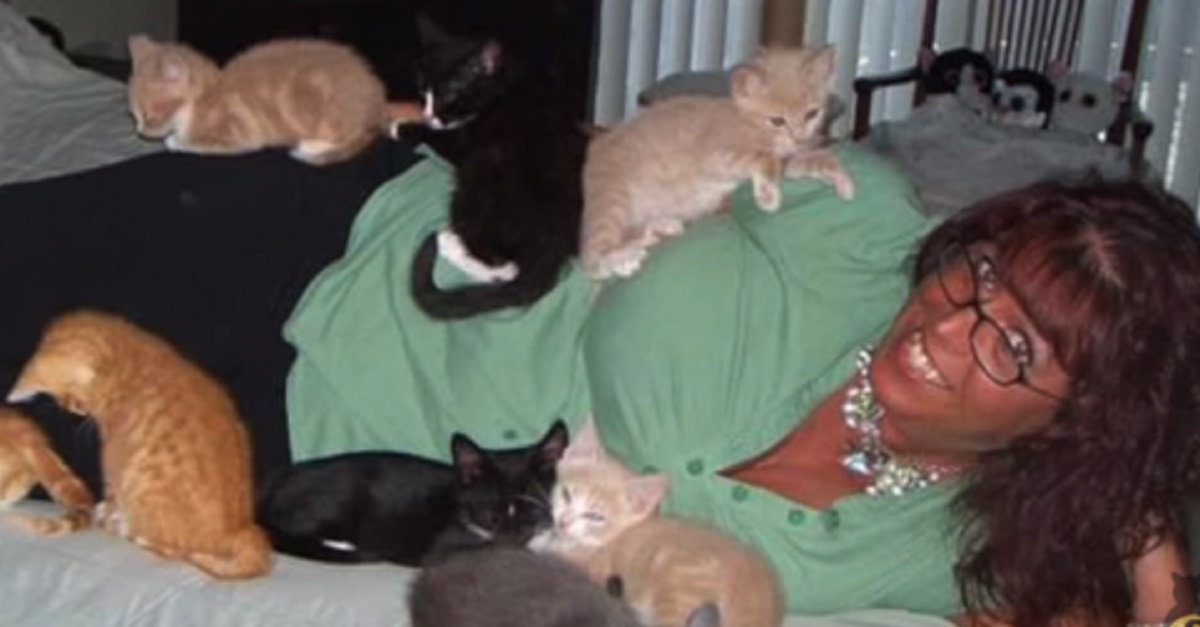 Are You A Crazy Cat Person? This Cute Video Will Tell You Once And For ...