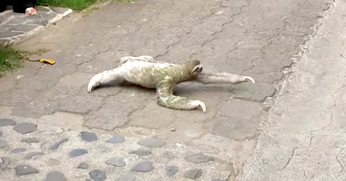 This Defenseless Sloth Was Trapped On A Busy Highway. Who Saved Him ...