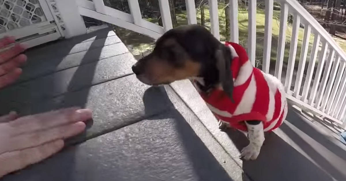 Tiny Pup Tries To Climb Up The Last Step. Then You See Her Back Legs ...