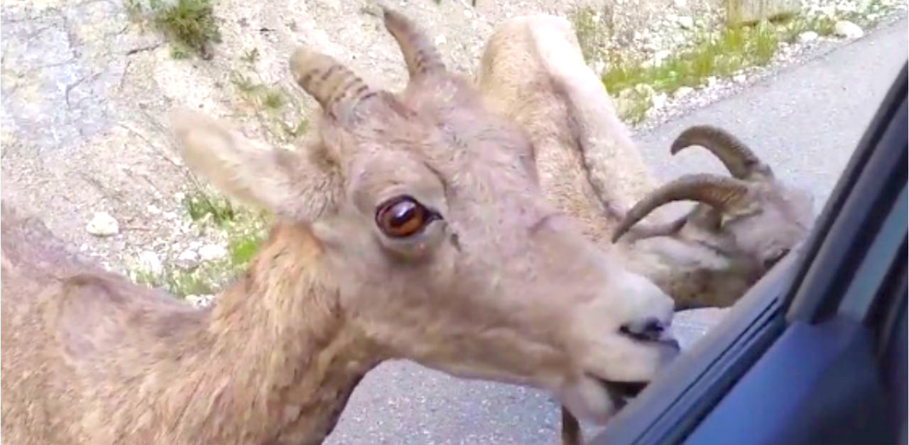 Goats Ambush A Tourist's Car On The Road And Start Acting Like A Car ...