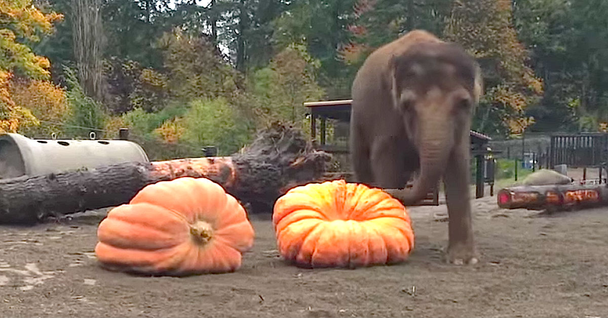 Elephant Spots 2 GIANT Pumpkins, Now Keep Your Eye On His Right Foot ...