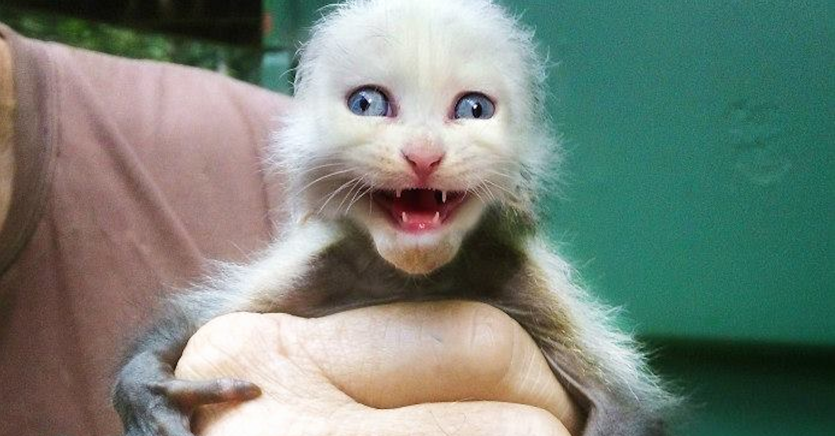 Monkey Cat Hybrids Called 'Mittens' Aren't A Real Thing Yet...But They ...