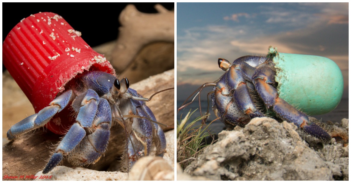 Sad Hermit Crabs Are Forced To Use Disgusting Litter As Protective ...