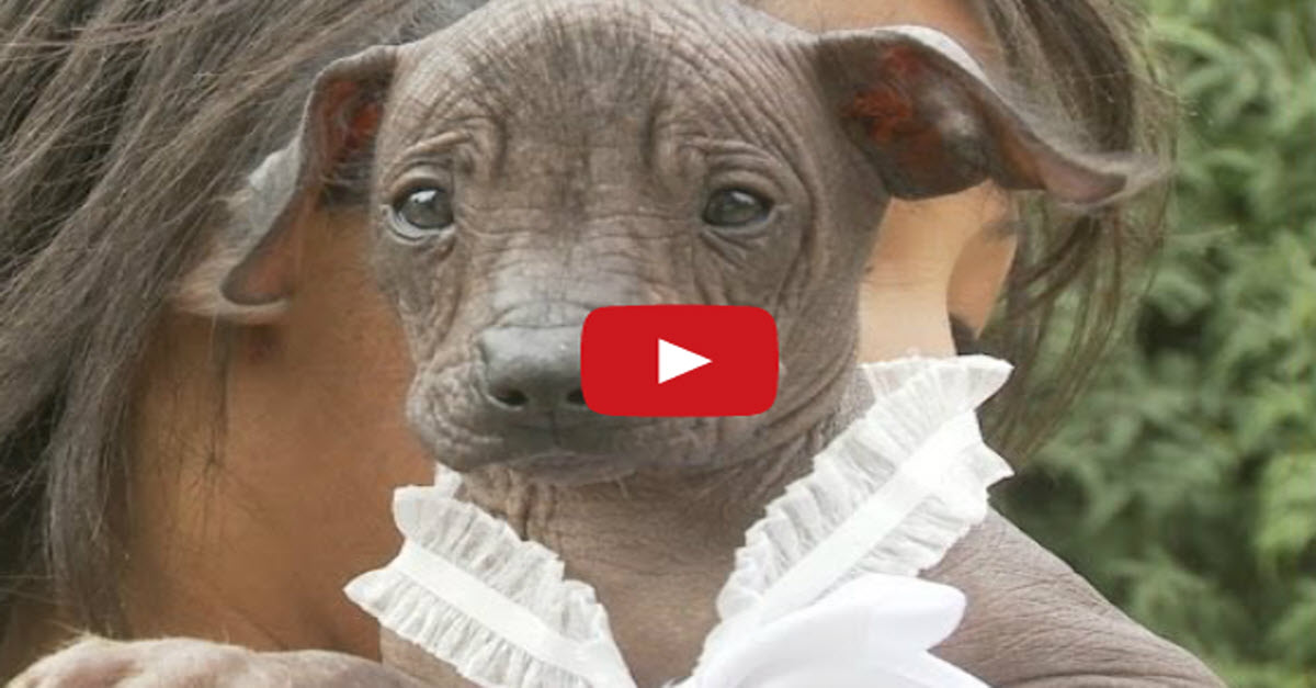 Aww! This Hairless Puppy Got A Little Makeover... Now He's Healthy And ...