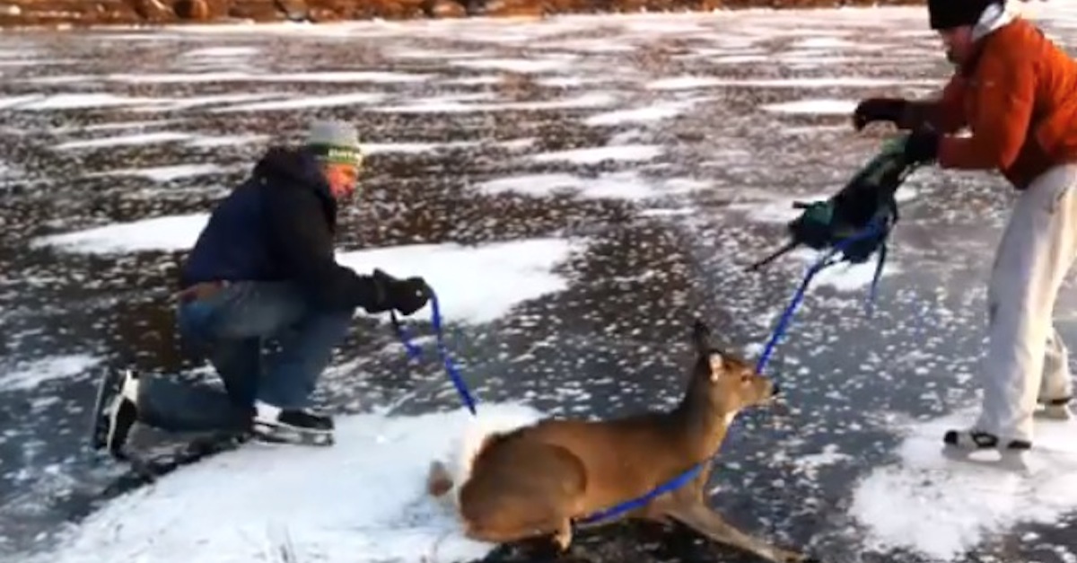 A Deer Was Trapped On A Frozen Lake — Until Two Heroes Did The ...