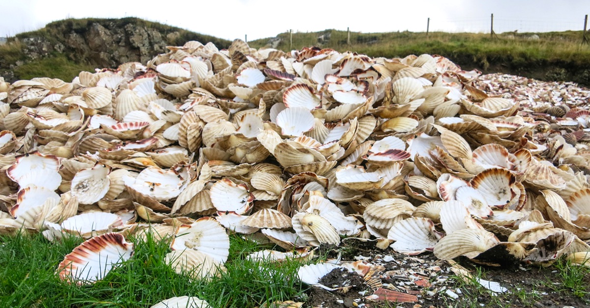 For Years, She Asked The Fishermen To Give Her Scallops. What She Does ...