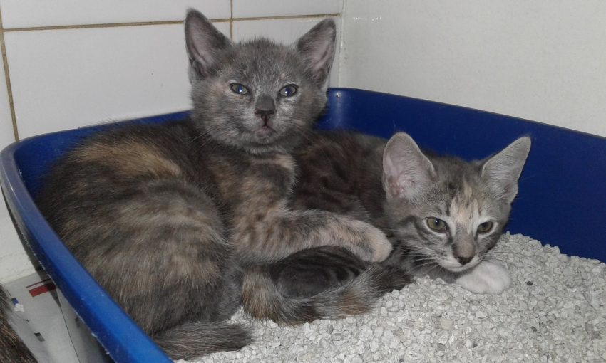 Vet Begs Pet Owners To Stay With Their Animals In Dying Moments ...