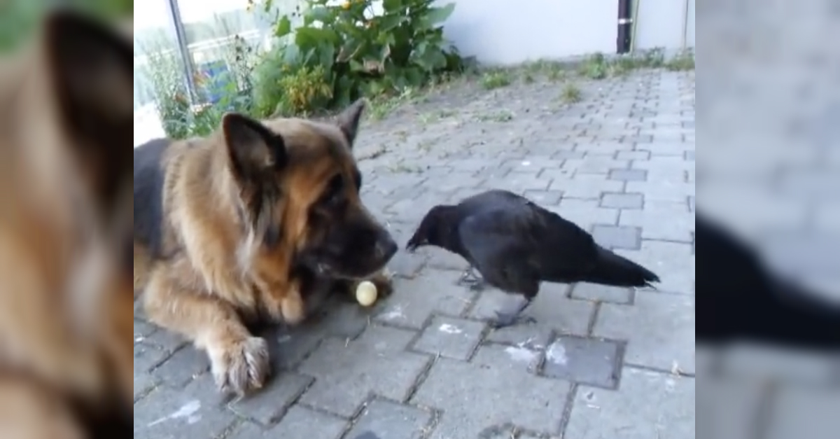 German Shepherd And Crow Play Fetch | LittleThings.com