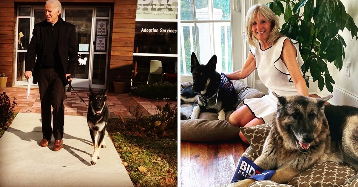 Joe Biden's 2 German Shepherds Join The Tradition Of Presidential Pets ...