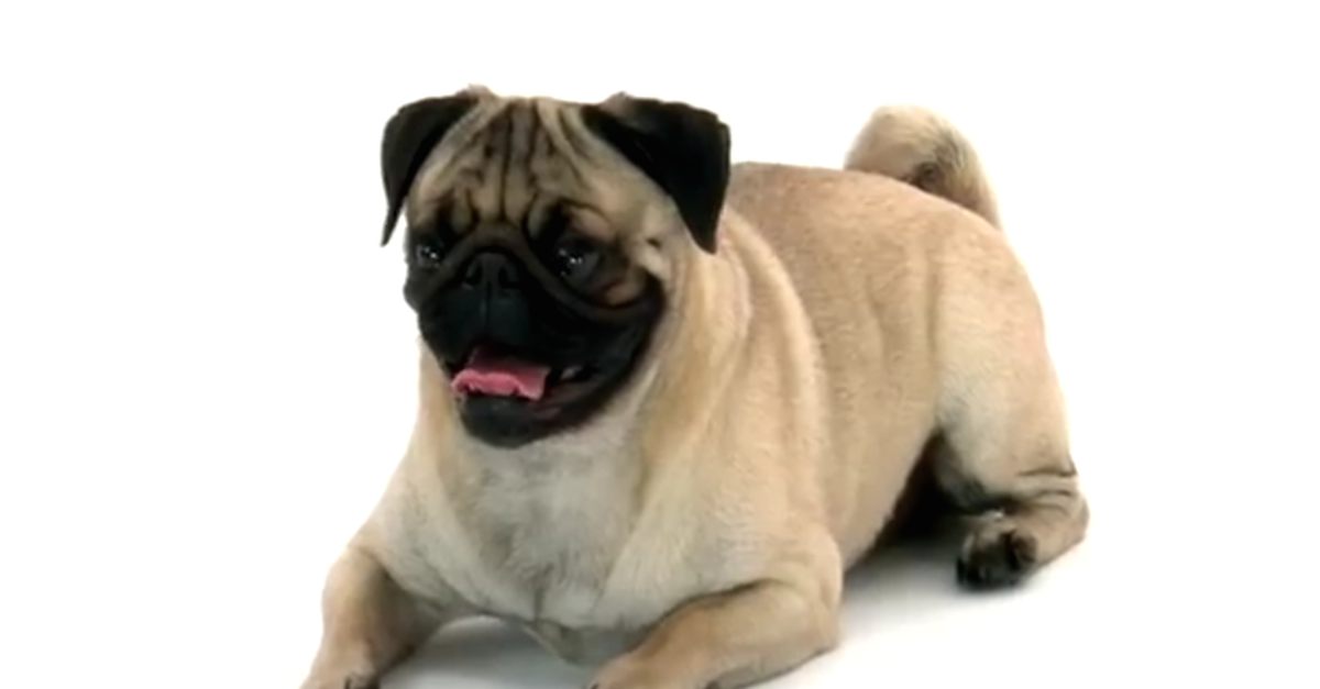 I Love Pugs, But I Never Knew THIS About These Adorable Wrinkled Pups ...