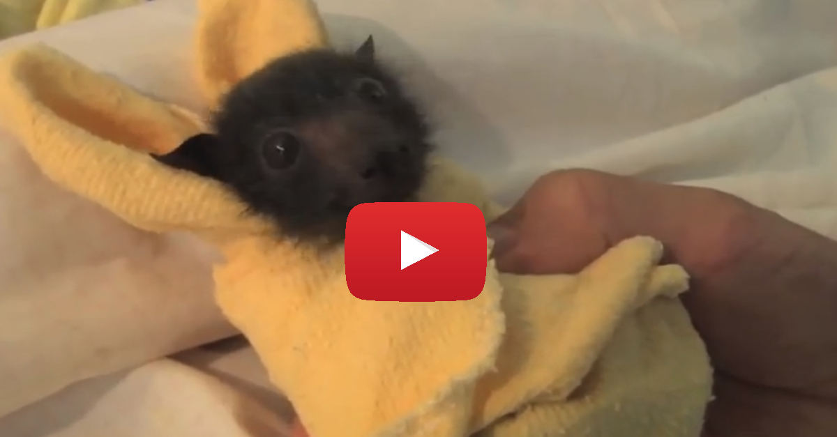 Some Say Bats Are 'Ugly,' But These Rescued Babies Are Nothing But ...