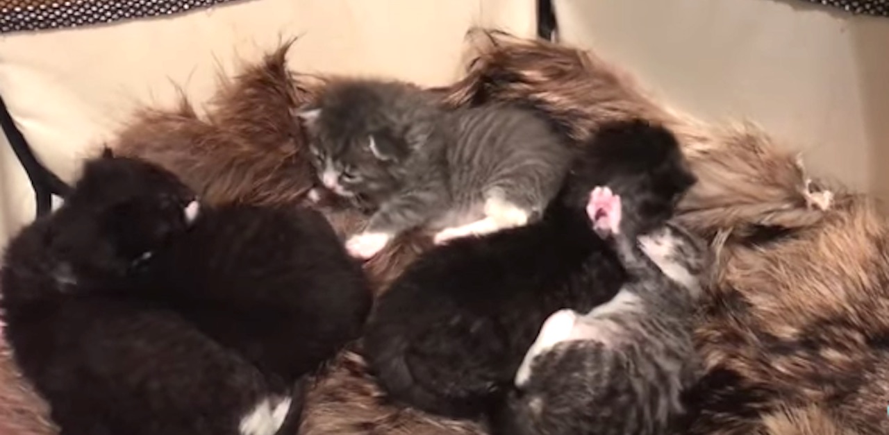 Animal Lover Reveals How A Fur Coat Can Help A Newborn Kitten Feel ...