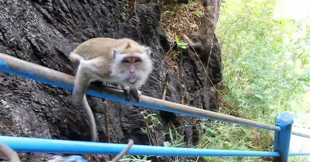 HYSTERICAL! I've NEVER Seen A Monkey Do This Before! | LittleThings.com