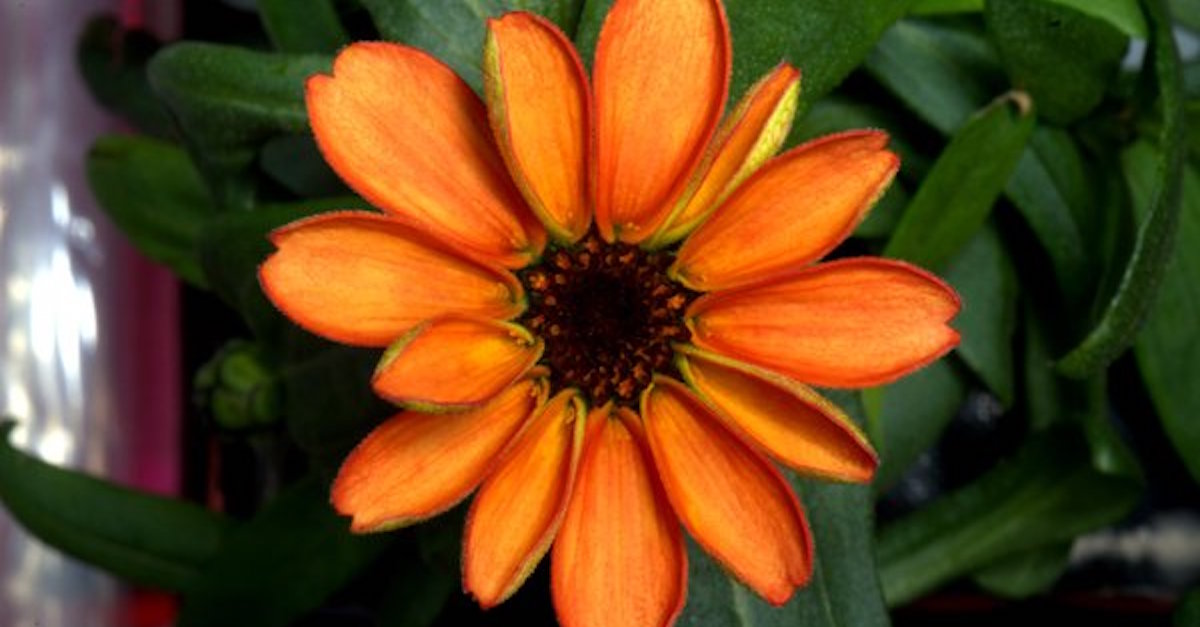 It Looks Like A Normal Flower — But Where It's Growing? This Is ...