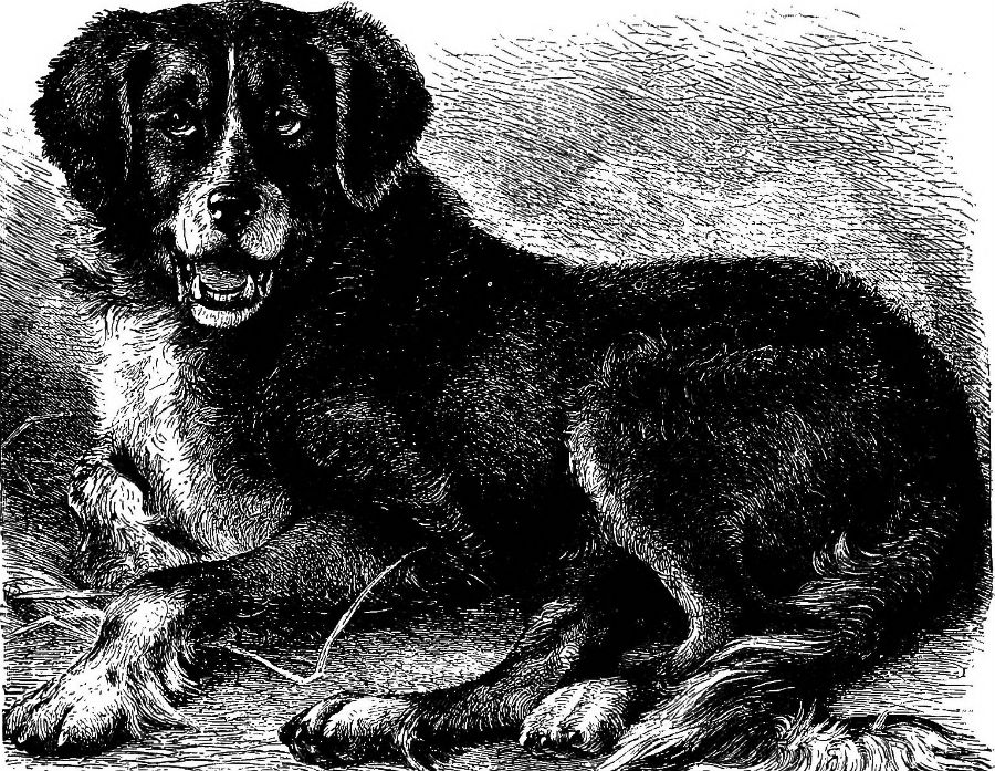 10 Of The Most Popular Dog Names From The 1800s | LittleThings.com
