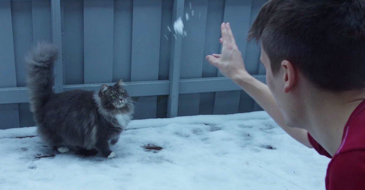 This Super Fluffy Cat Steps Out Into The Snow. The Reason? Adorable ...