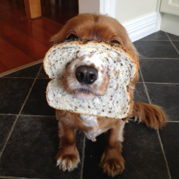 This Is Hilarious! You Have To See These 12 In-Bred Dogs. Last One Is ...
