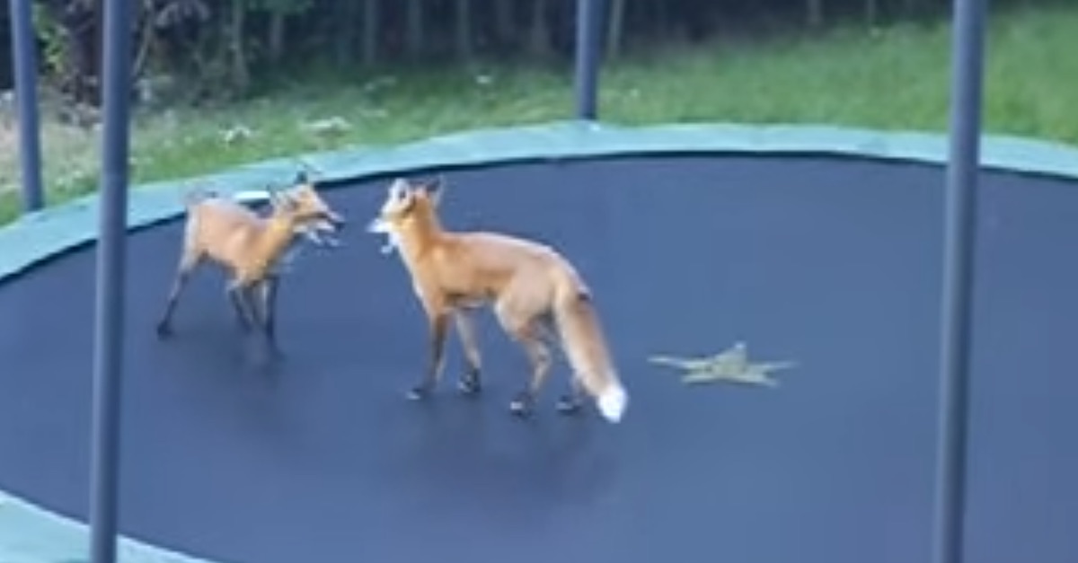 2 Foxes Face Off On A Trampoline, But When They Discover What It Does ...