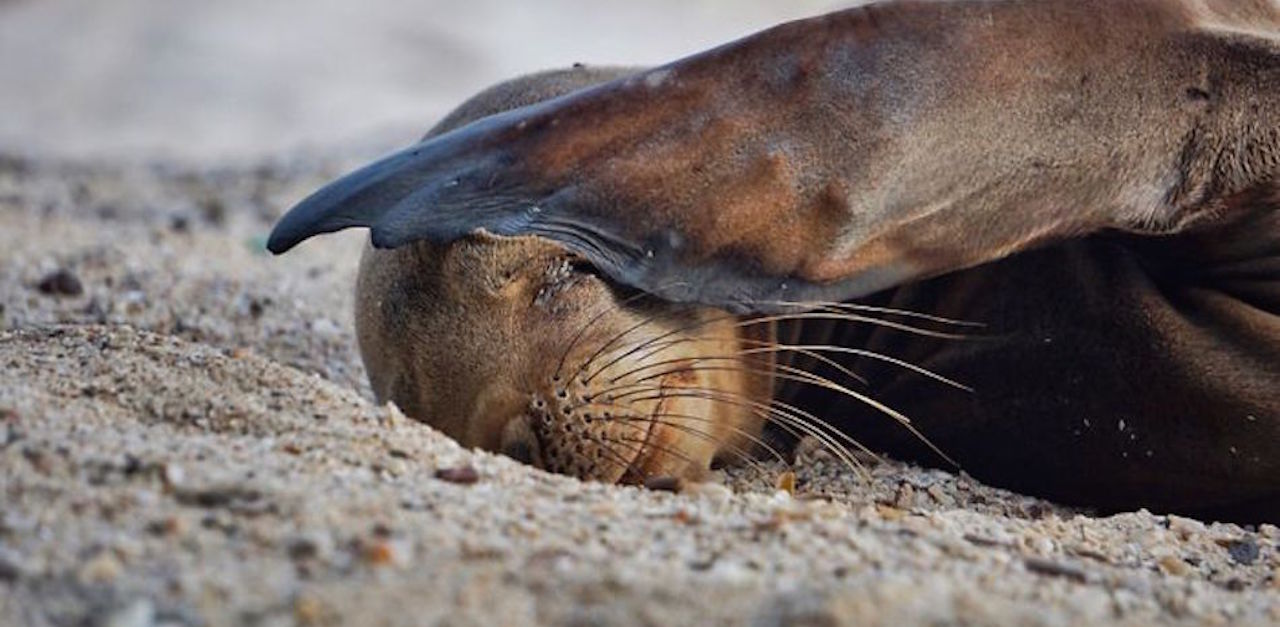 These Puppies Of The Sea, Or Sea Lions, Will Melt Your Heart ...