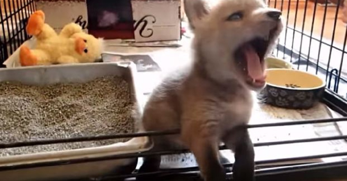 A Baby Fox Has Been Rescued! Will You Look At That Face ...