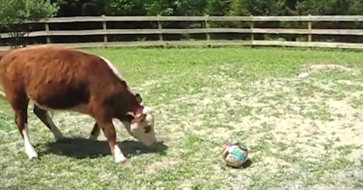 See The Ball On The Grass? Now Watch What The Big Cow Does With It ...