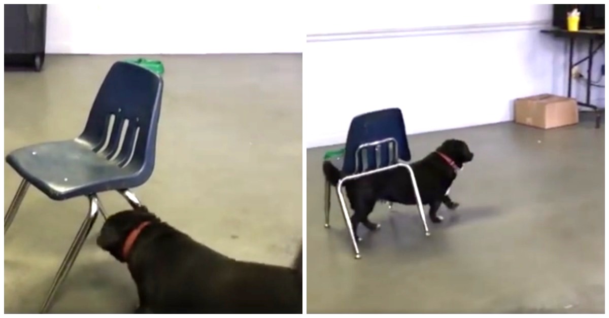 Mom Catches Family Dog Stuck Under Chair, Then He Waddles To The Best ...