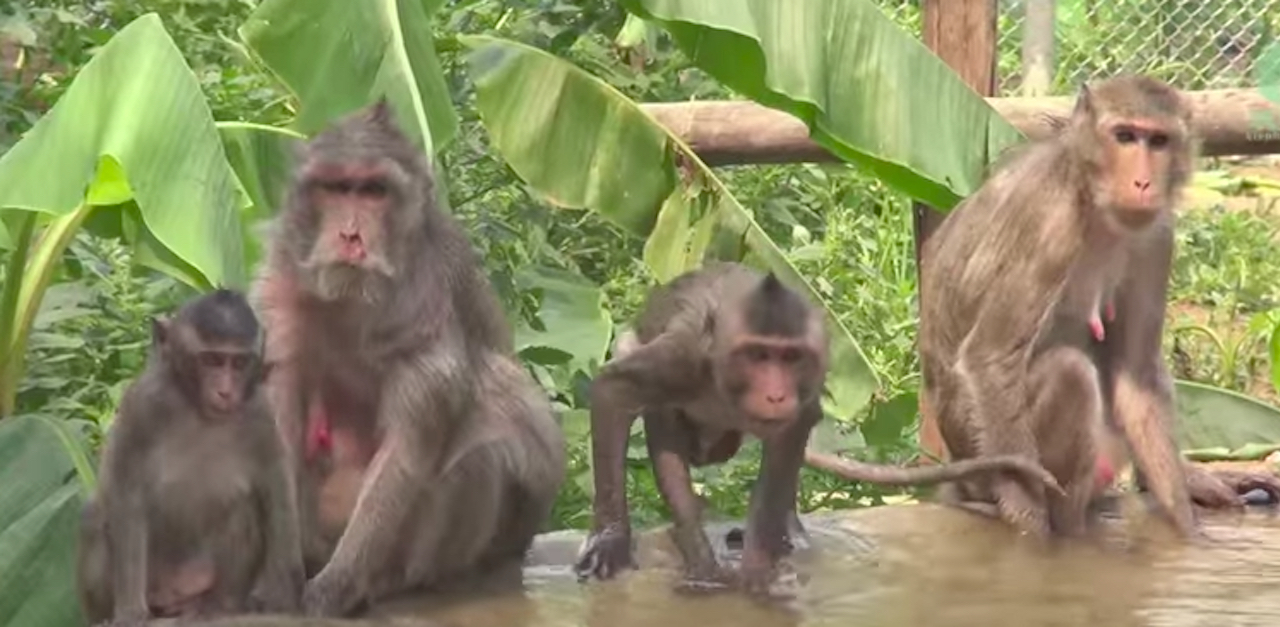Baby Monkey Races Across A Yard. But Watch As The Camera Zooms Out ...