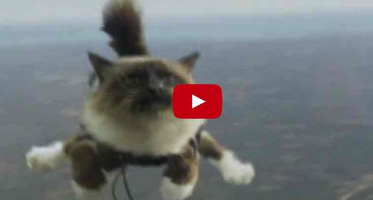 Are These People INSANE!? Skydiving Cats and Dogs? What Is Wrong With ...