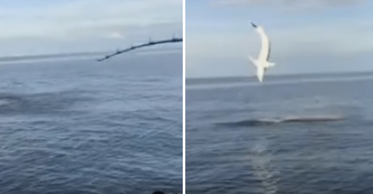 Shark Flips Out Of Water After Tossed Some Bait | LittleThings.com