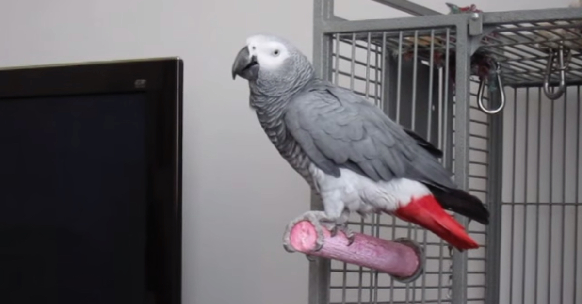 This Parrot's Impression Of A Famous Movie Character Is So Good You Won ...