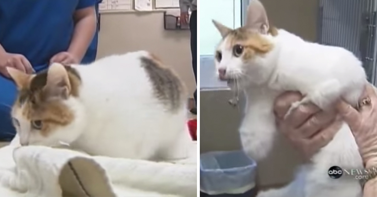 This Cat Has No Legs But She's Able To Walk - You've Gotta See It ...