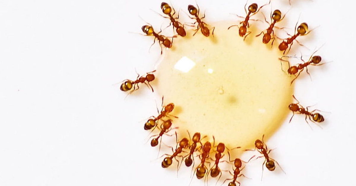 10 Amazing Facts About Ants | LittleThings.com