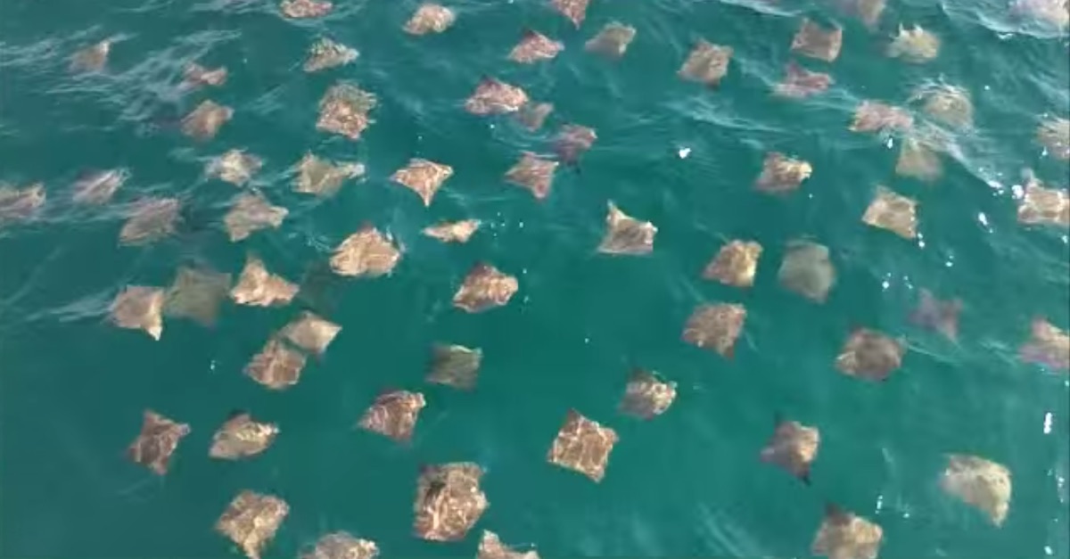 They Thought They Were Just Filming The Ocean. But When They Zoomed in ...