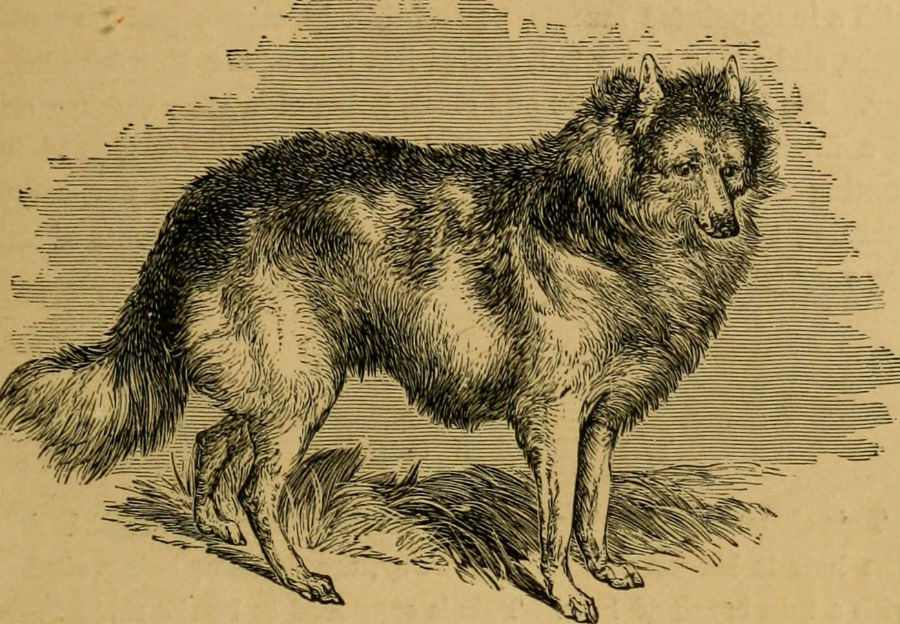 10 Of The Most Popular Dog Names From The 1800s | LittleThings.com